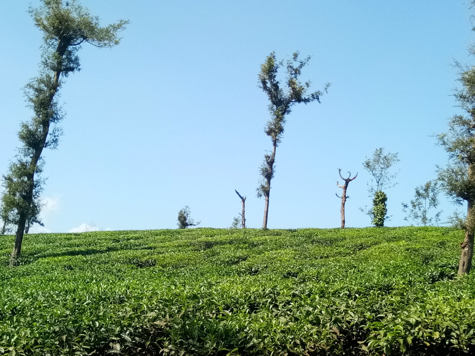 Glenlorna Tea Estate: Coorg