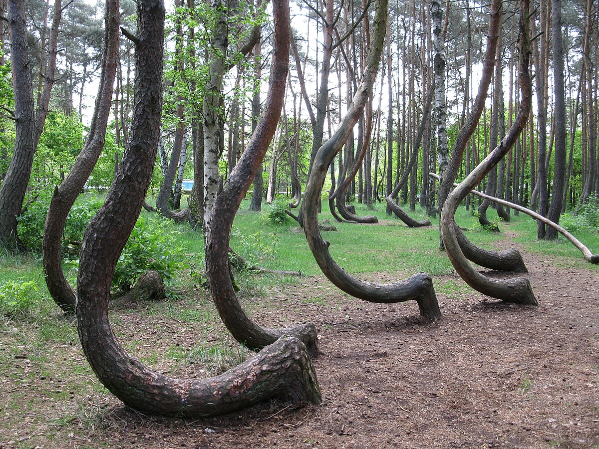 Crooked Forest, Curve Shape Mysteries, and Heritage - Poland