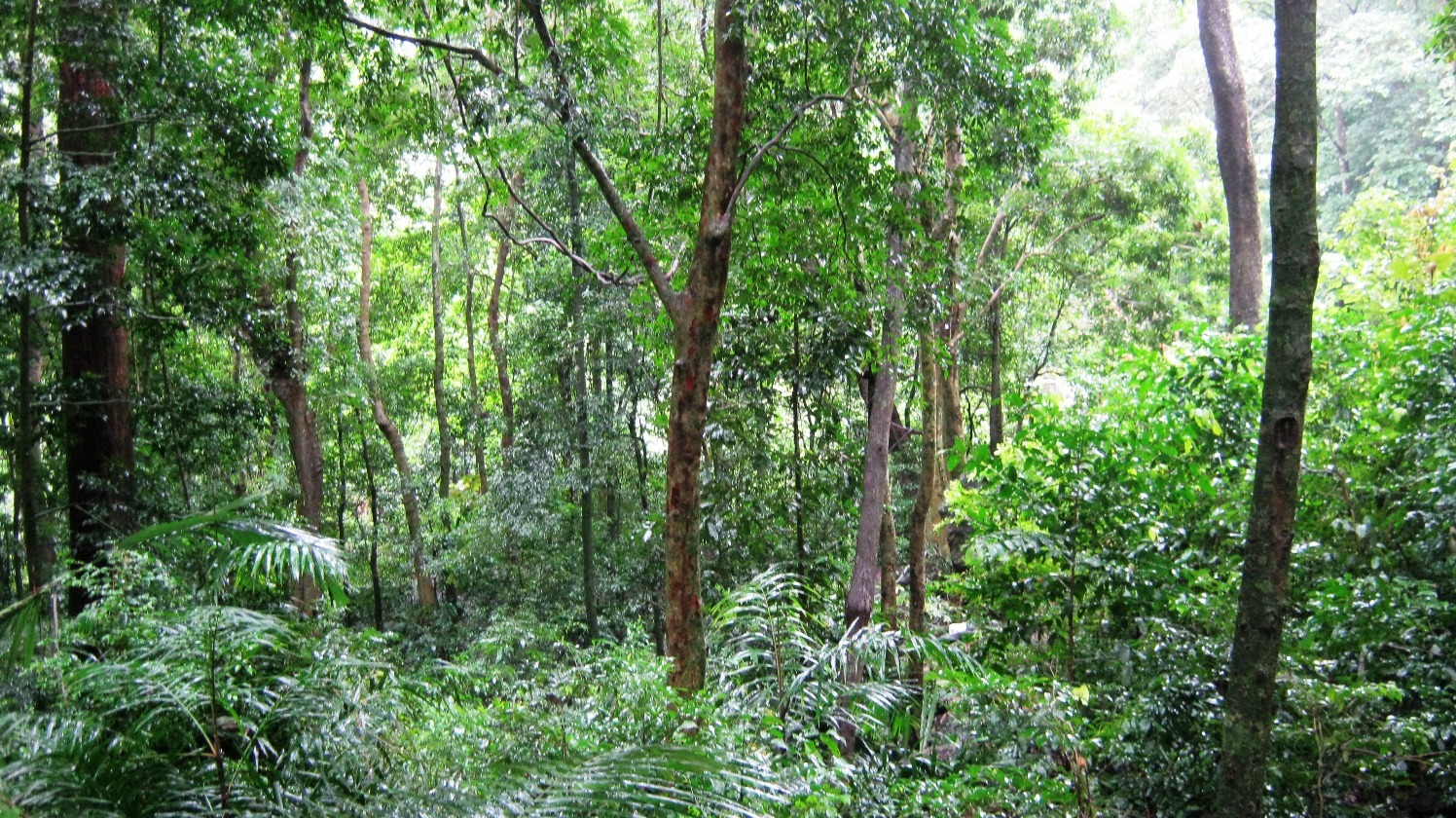 Shendurney Wildlife Sanctuary, Flora, Fauna – Kollam - Travel