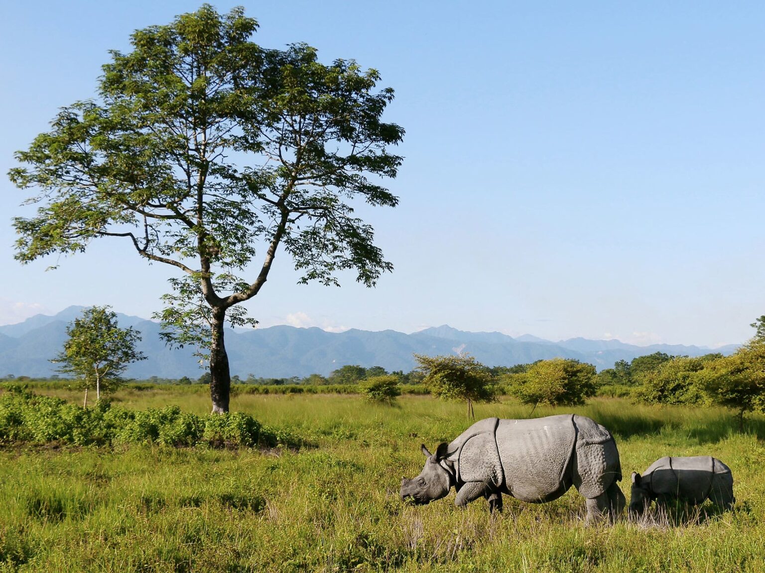 Manas National Park (UNESCO), Flora, Fauna – Assam - Travel