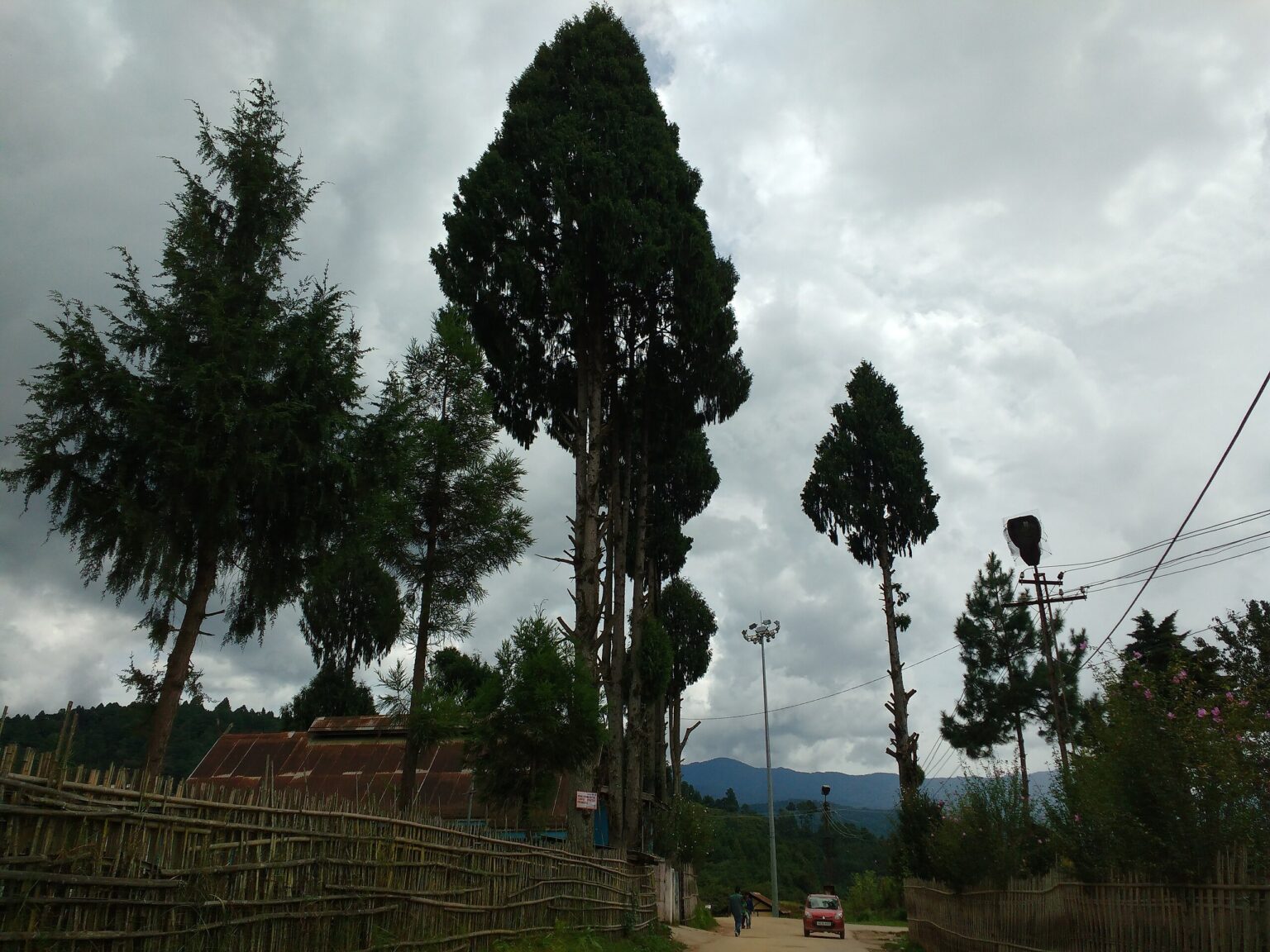 Ziro Pine Forest, Lower Subansiri - Travel